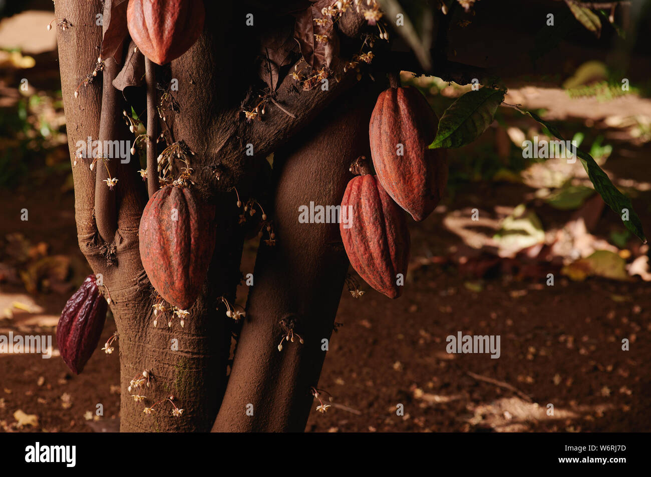 Cocoa theobroma cacao crop close up hi-res stock photography and images ...