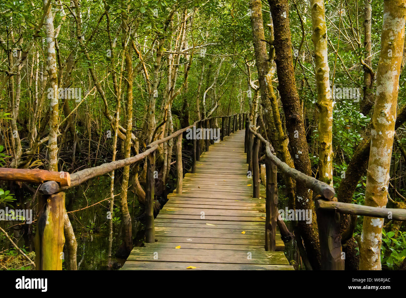 World famous mangrove forest hi-res stock photography and images - Alamy