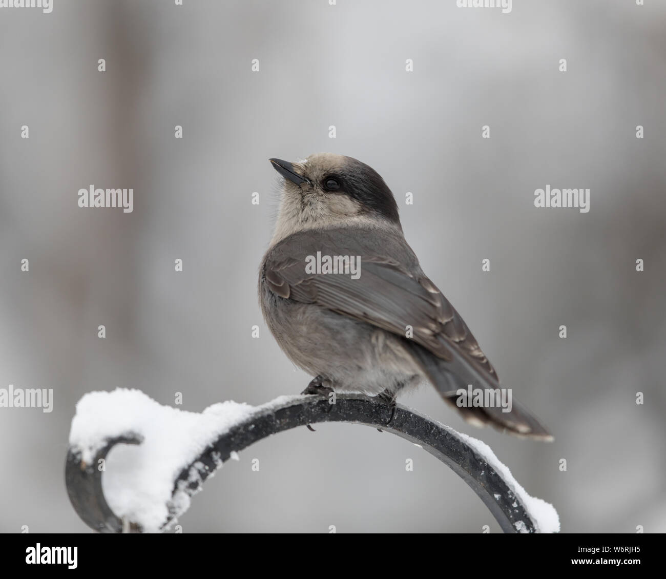 Grey jay animal wing hi-res stock photography and images - Alamy