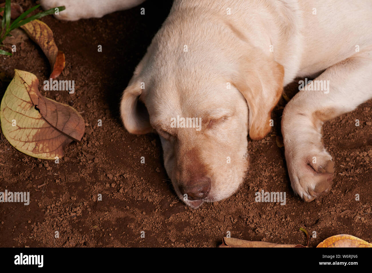 Labrador sleeping outdoors hi-res stock photography and images - Alamy