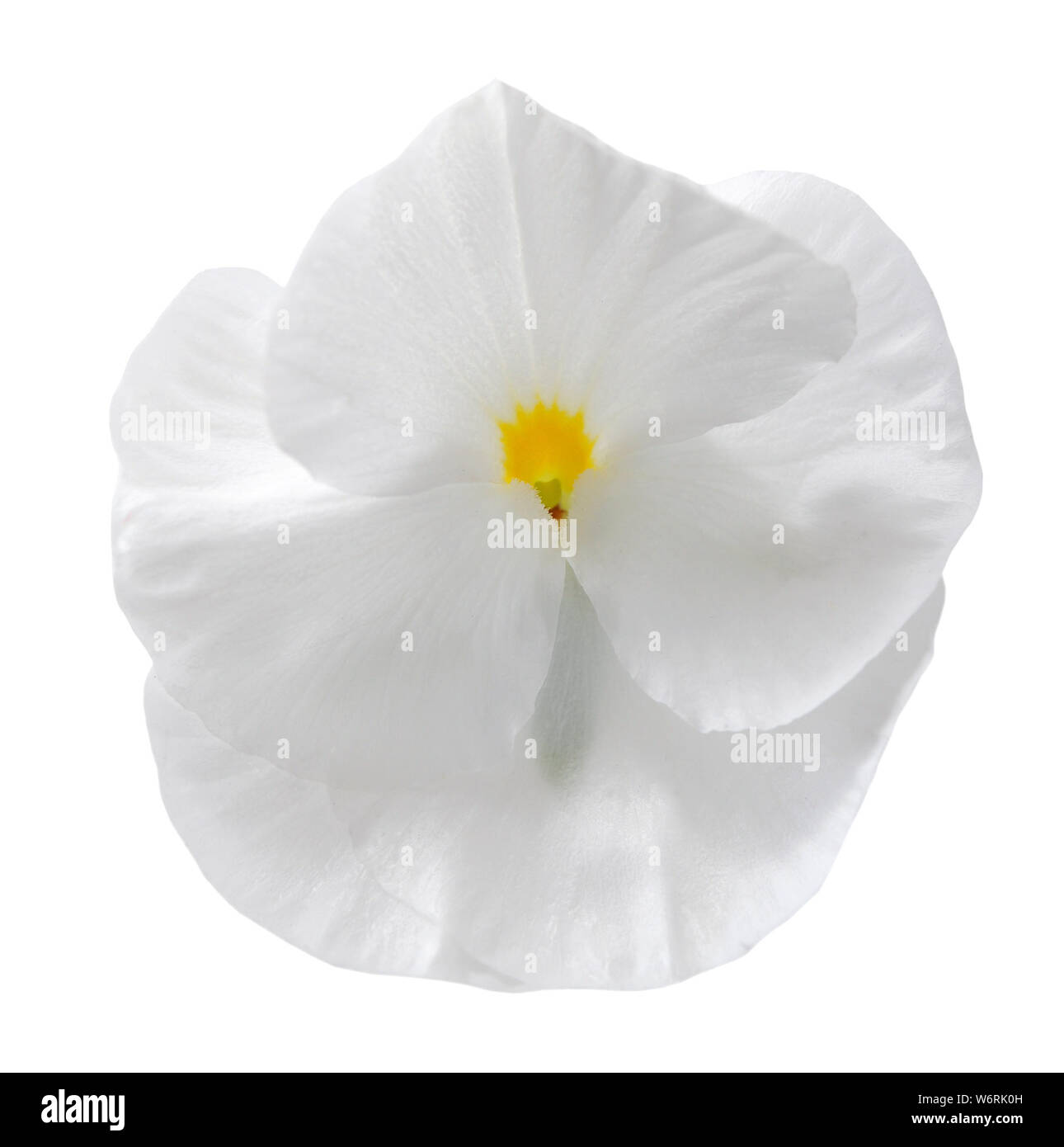 white pansy flower isolated on white background Stock Photo - Alamy