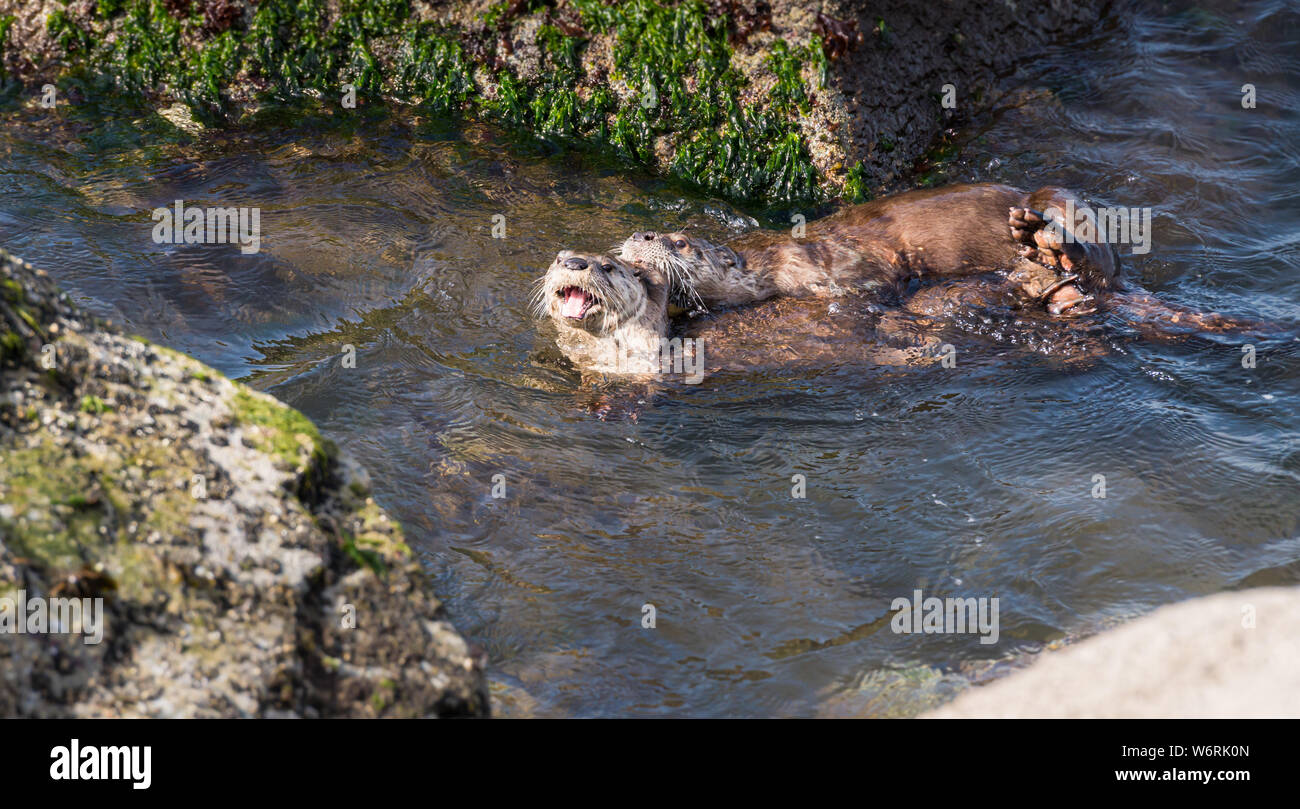 River otter in the wild Stock Photo - Alamy