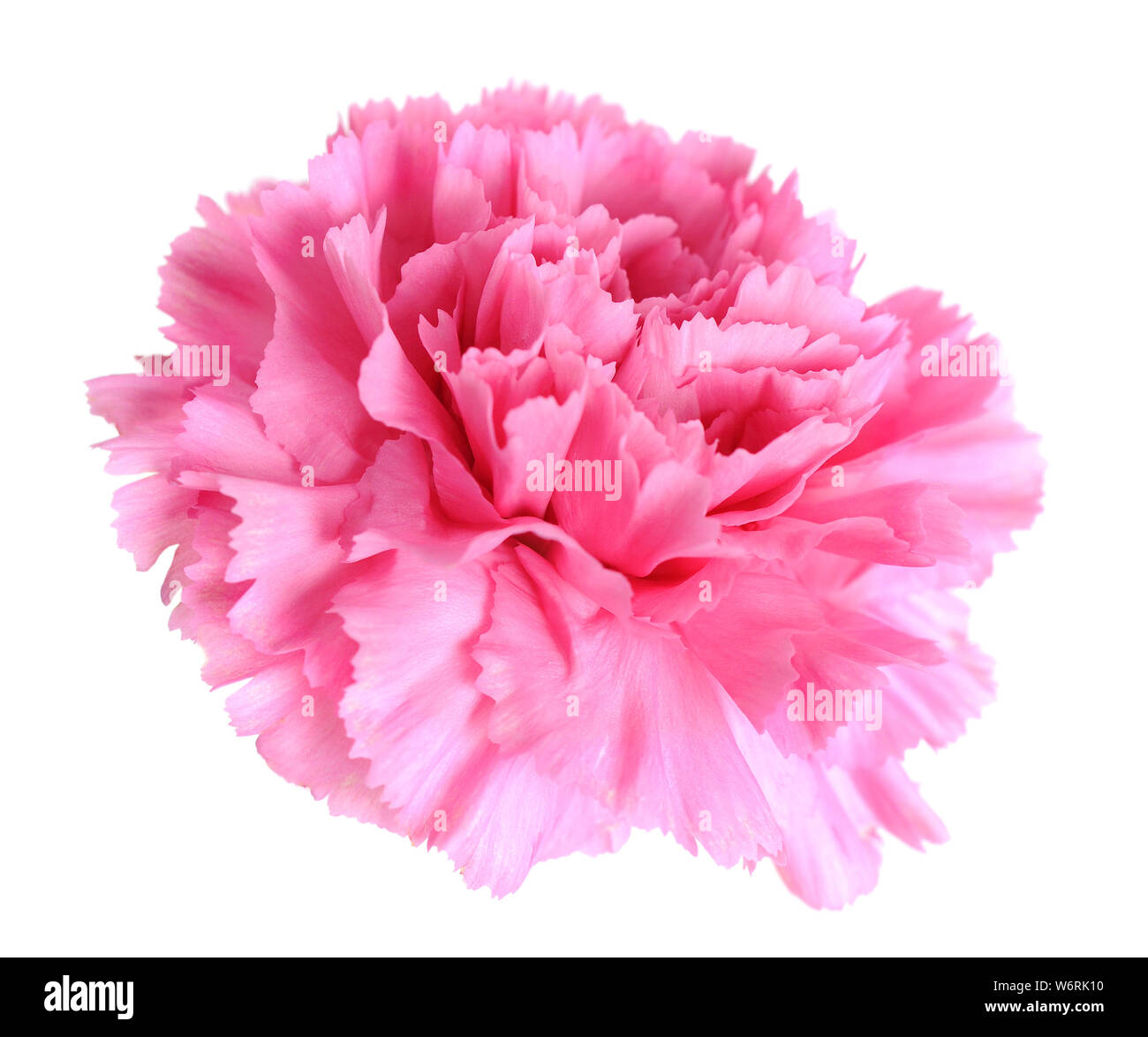 single pink carnation isolated on white background Stock Photo - Alamy