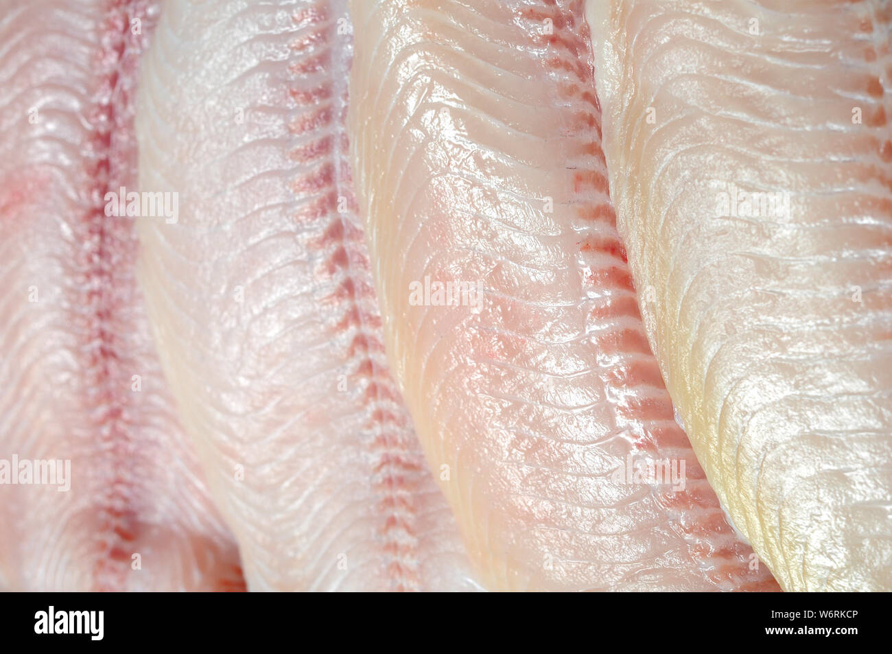 closeup filleted catfish for background uses Stock Photo - Alamy