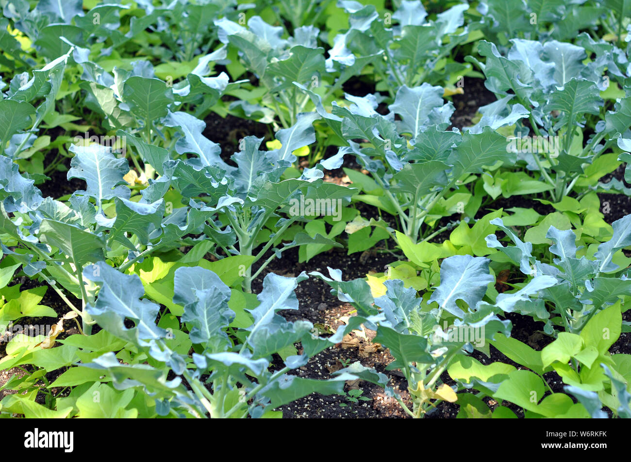 cabbage trees and potato vine in garden Stock Photo - Alamy