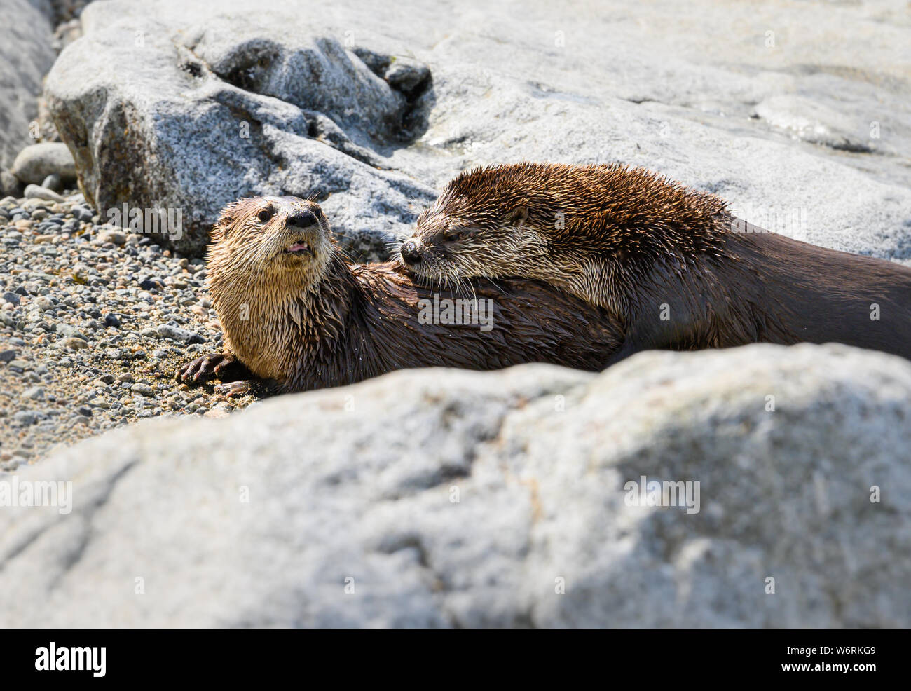 River otter in the wild Stock Photo - Alamy