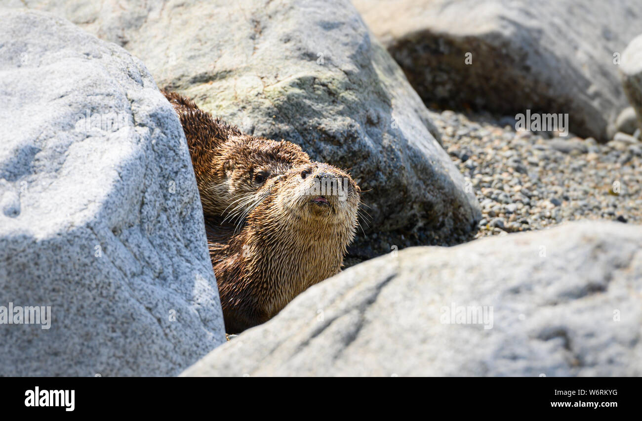 River otter in the wild Stock Photo - Alamy