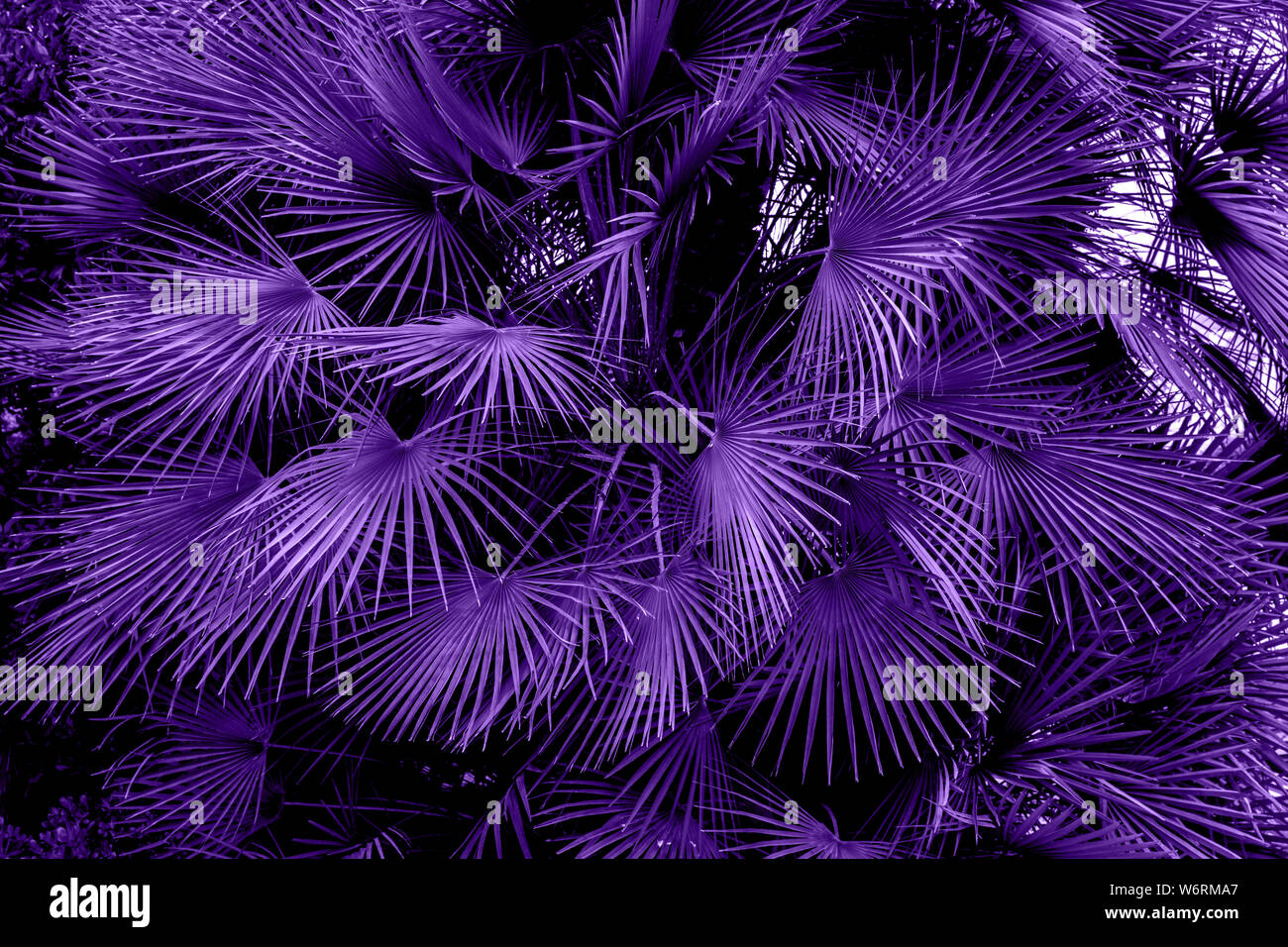 Many violet leaves of the tropical palm tree of the Sabal minor family ...
