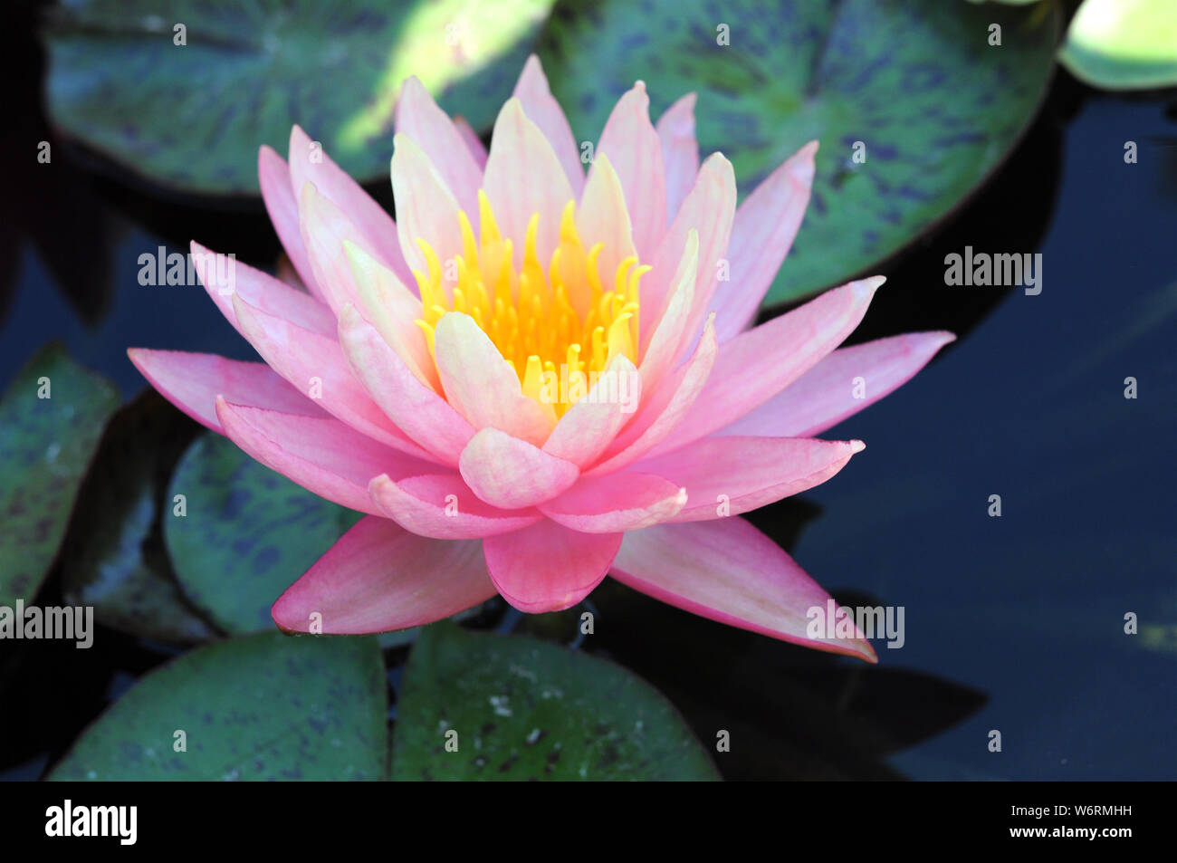 beautiful lotus flower with shadow on lake in garden Stock Photo - Alamy