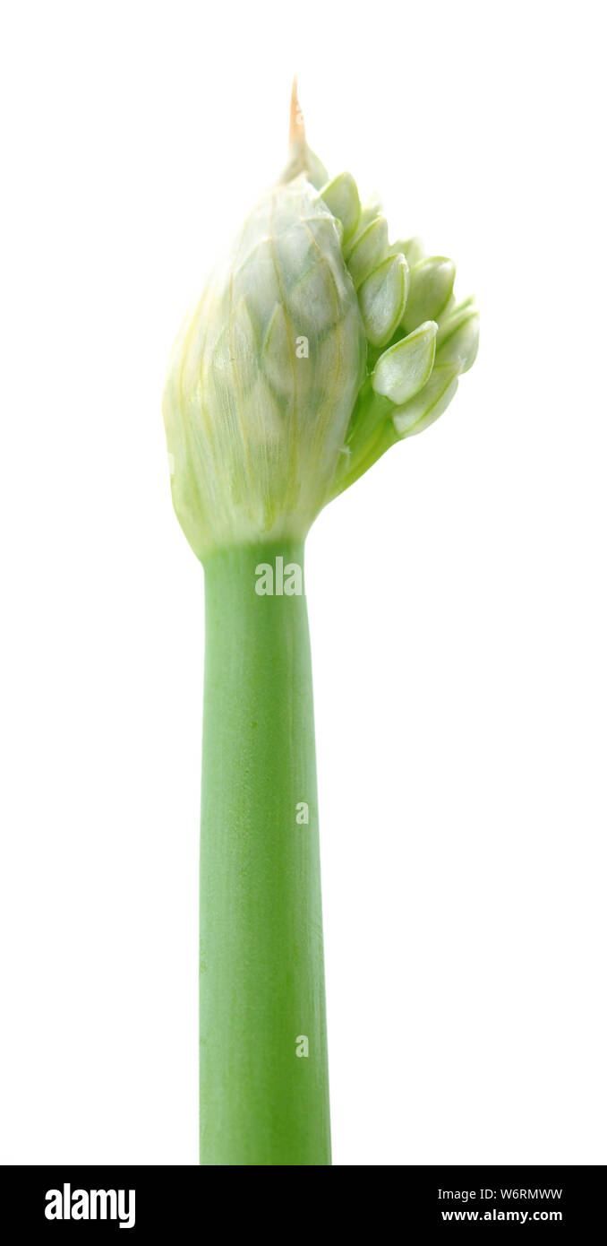 Allium Spring Onion Flowers isolated on white background Stock Photo ...