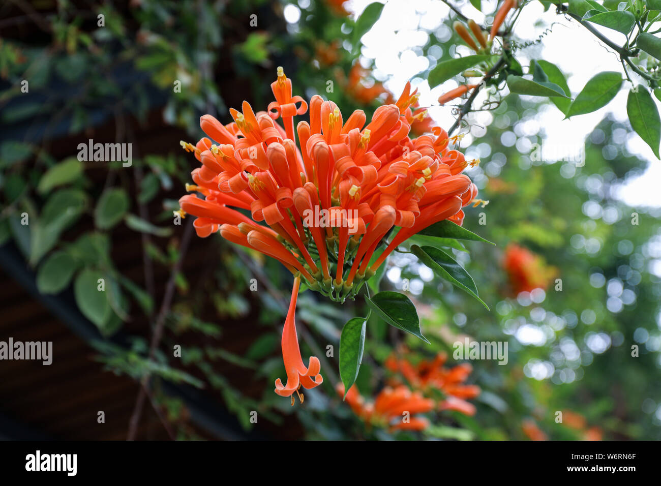 Orange flower hi-res stock photography and images - Alamy