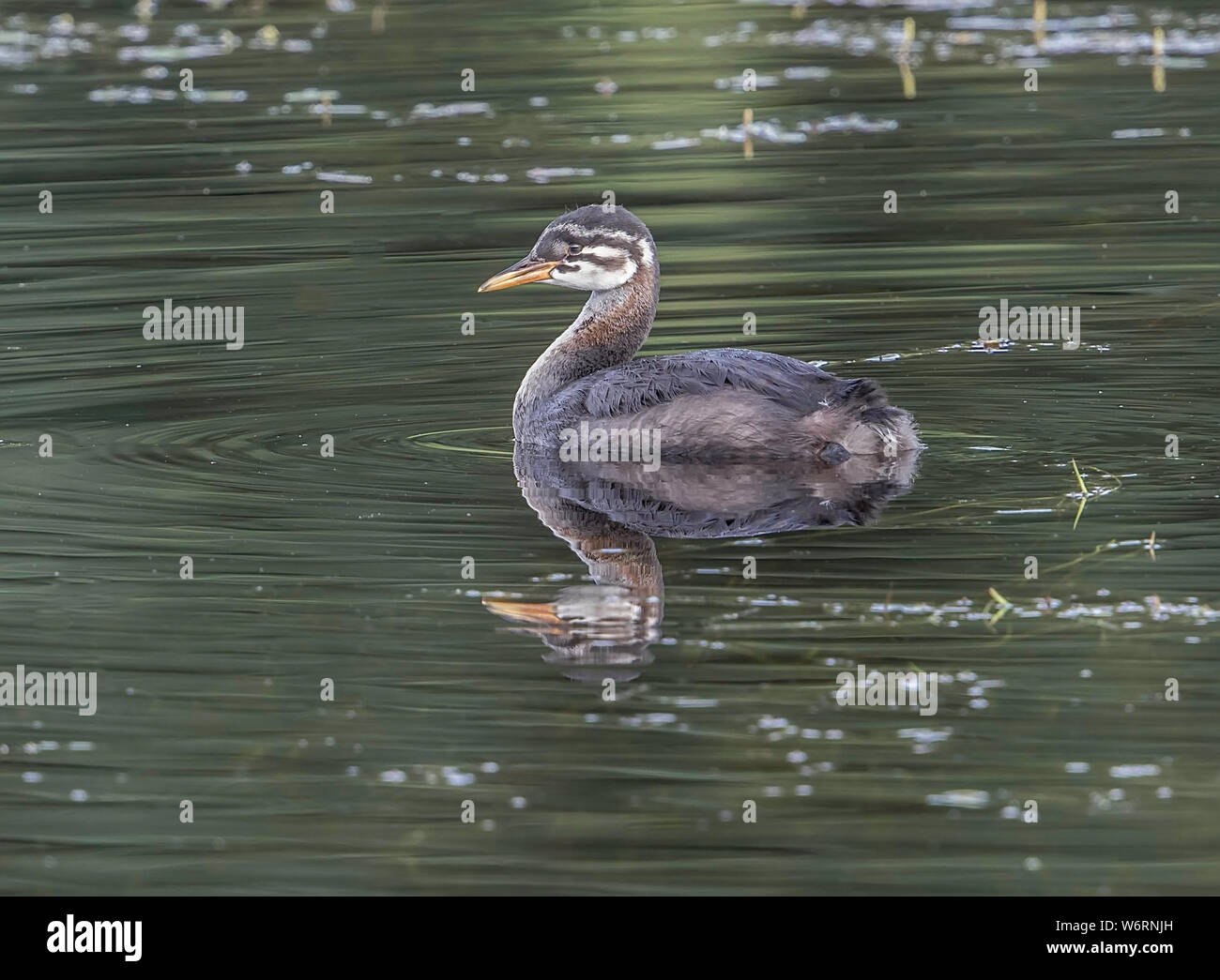 Juvenile red necked grebe hi-res stock photography and images - Alamy