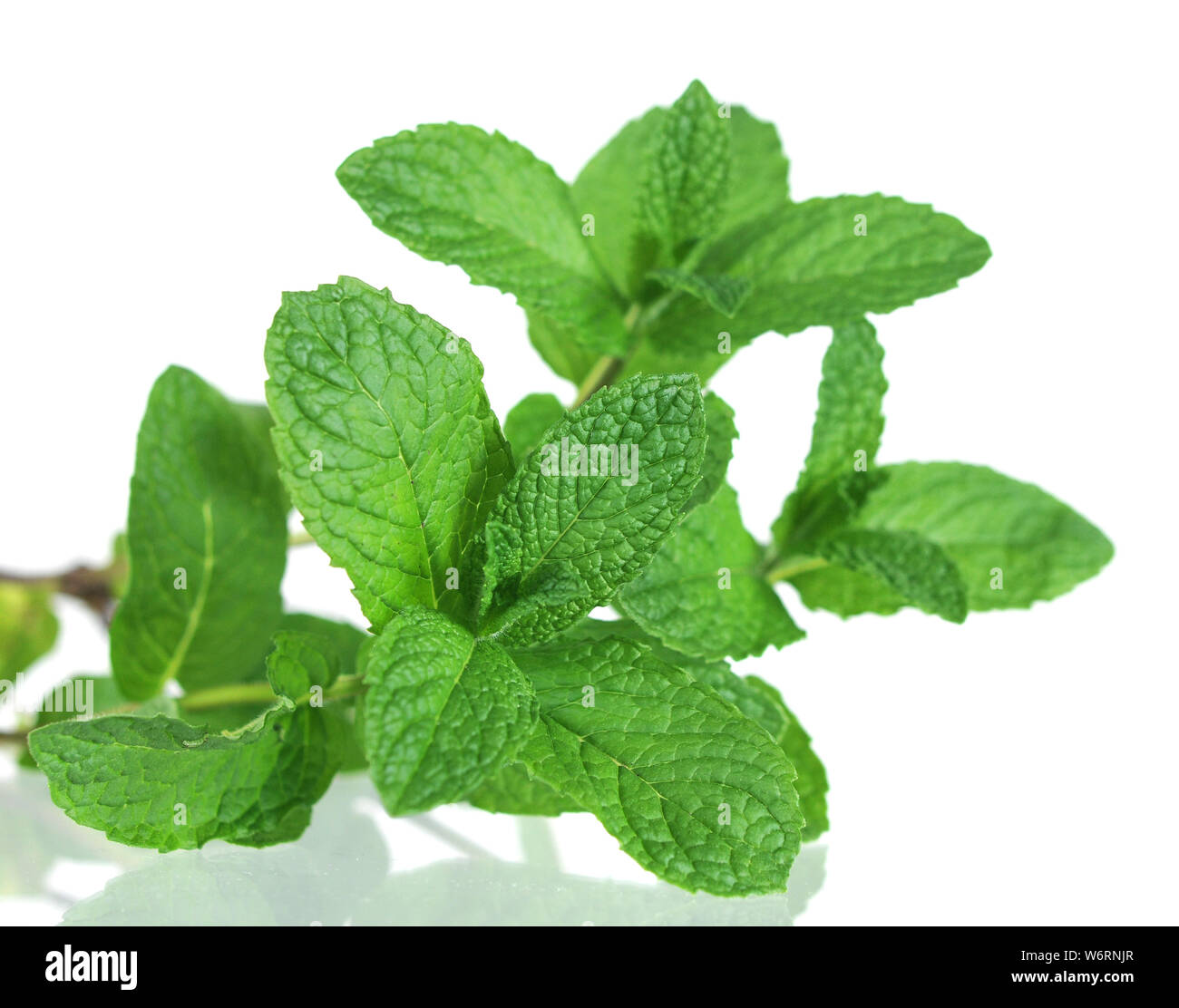 a branch of mint isolated white background Stock Photo - Alamy