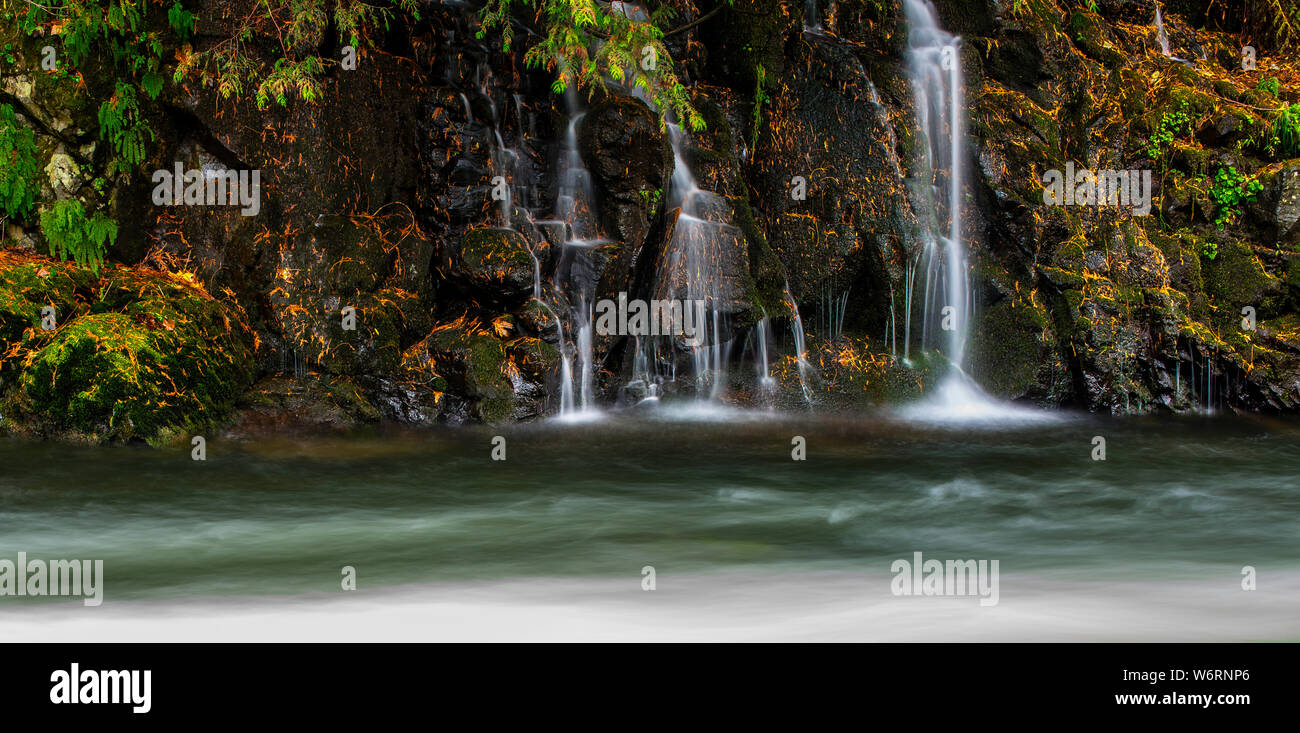 Lewis moss hi-res stock photography and images - Alamy