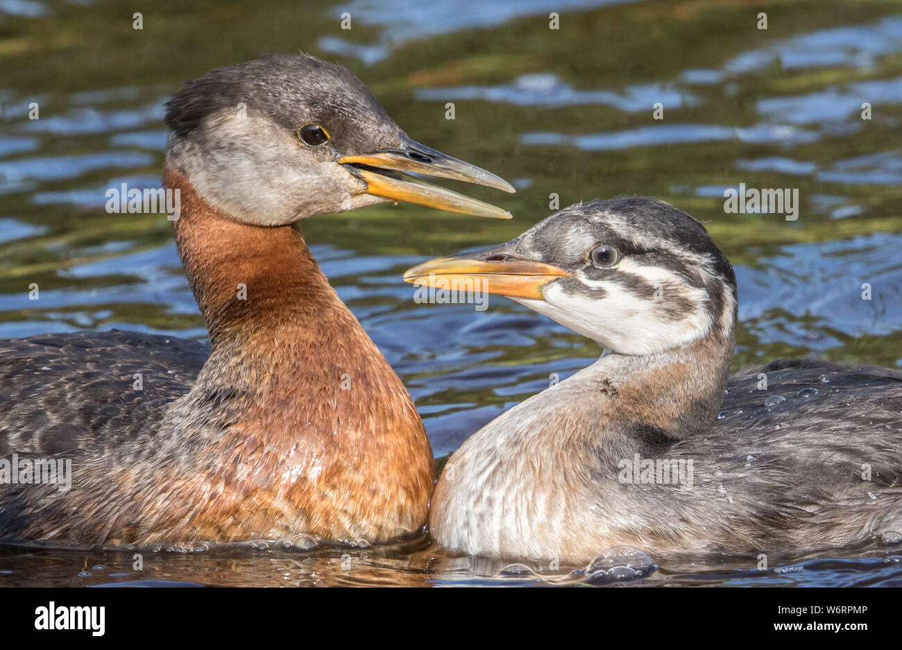 Red-necked Grebe Mother & Chick in Alaska Stock Photo - Alamy