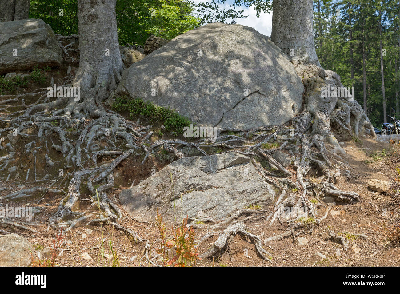 roots growing around a big rock, Great Lake Arber, Bayerisch Eisenstein ...