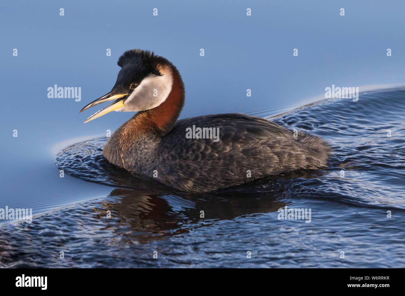 Long necked duck hi-res stock photography and images - Alamy