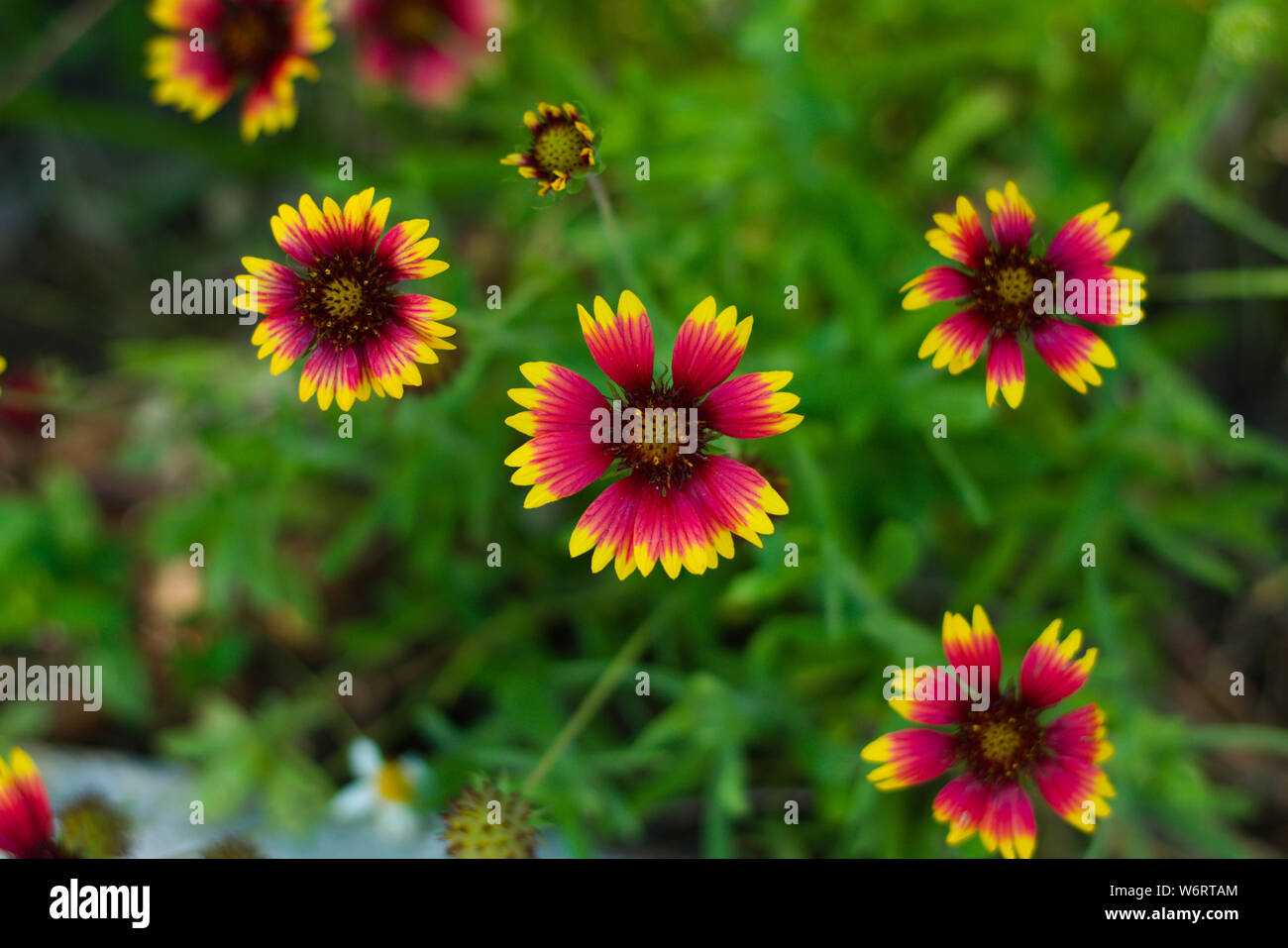 Wildflower phenomenon hi-res stock photography and images - Alamy