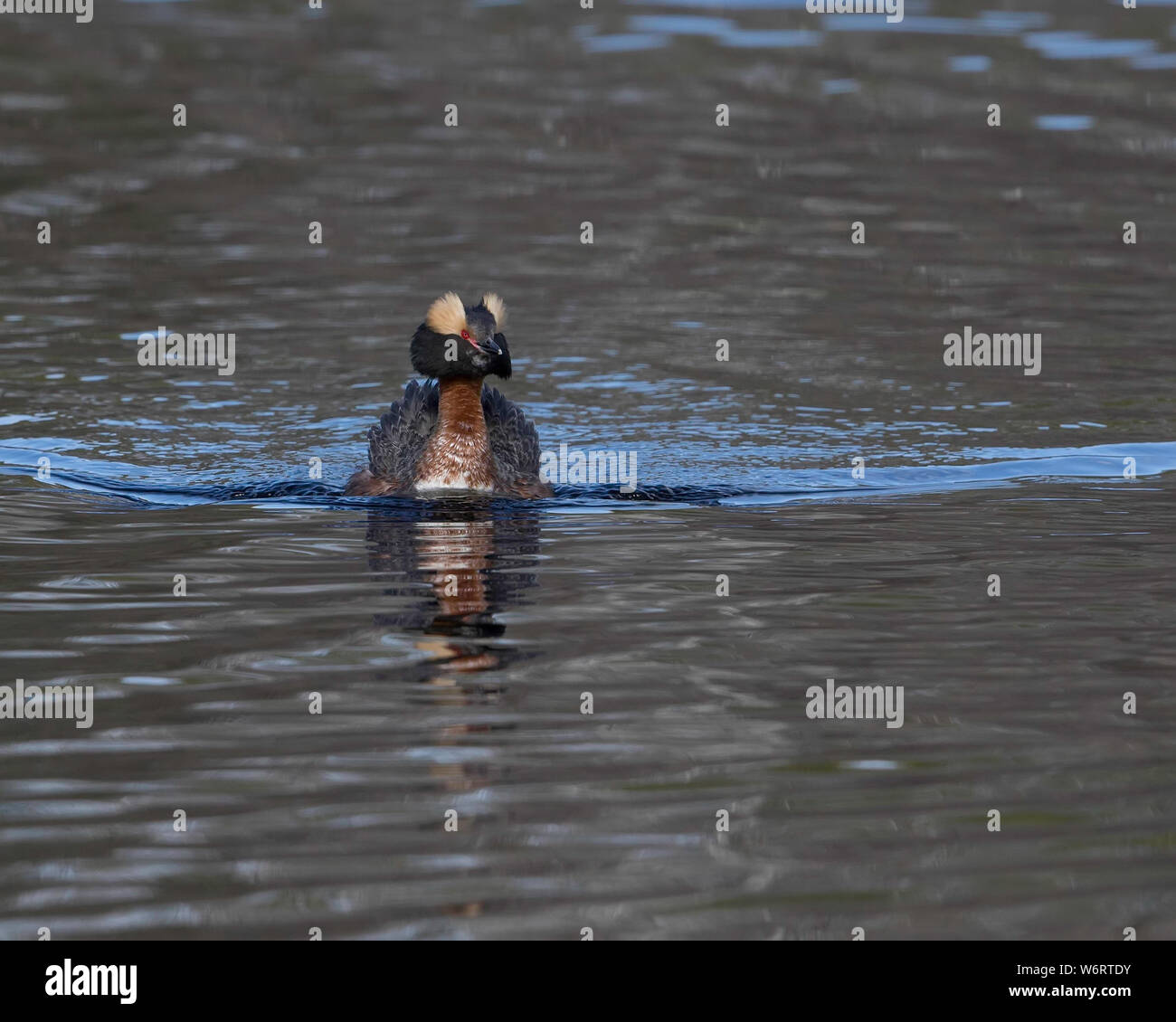 Common grebe hi-res stock photography and images - Alamy