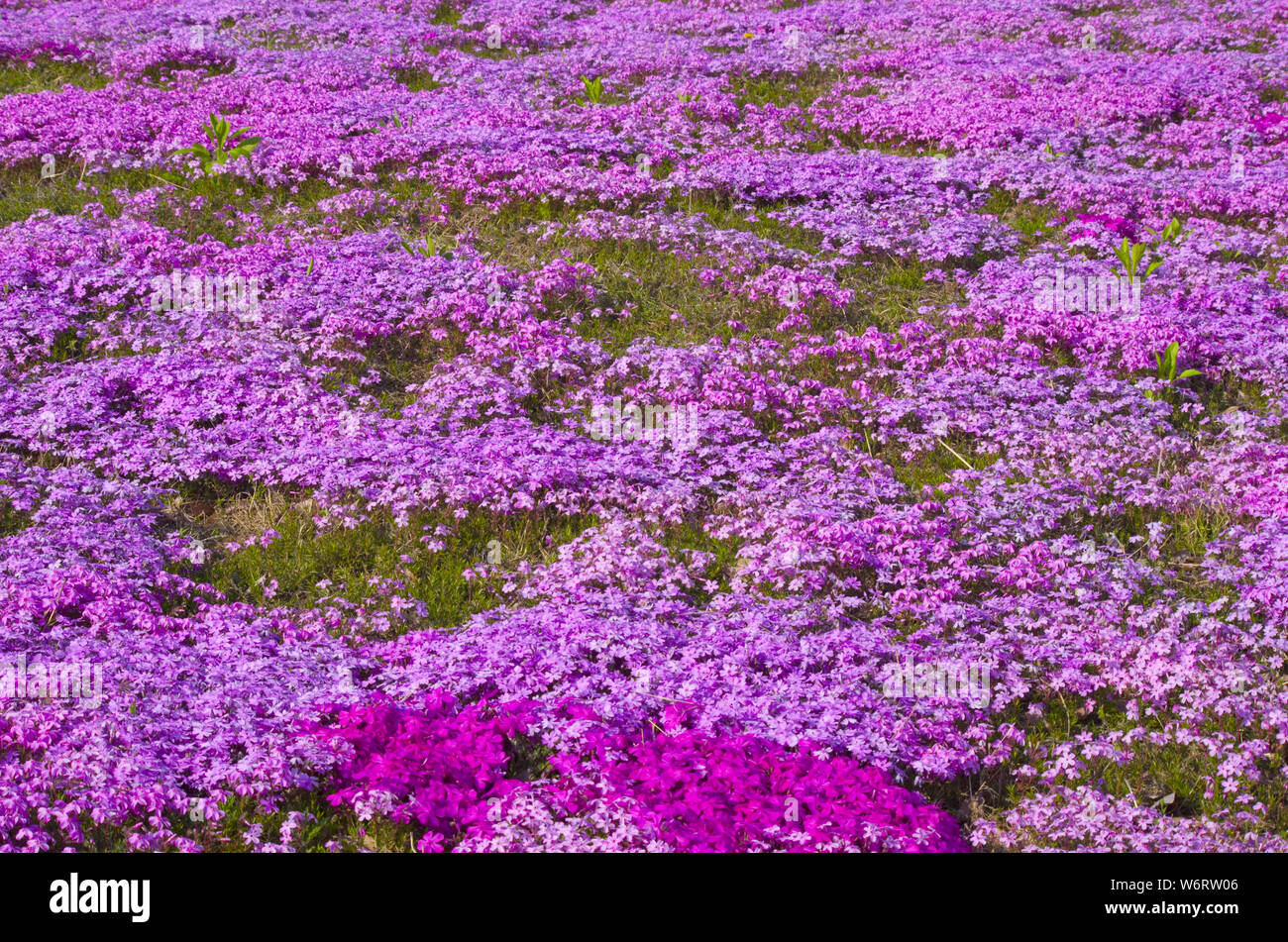 pink and purple flower field, Moss Phlox Stock Photo - Alamy