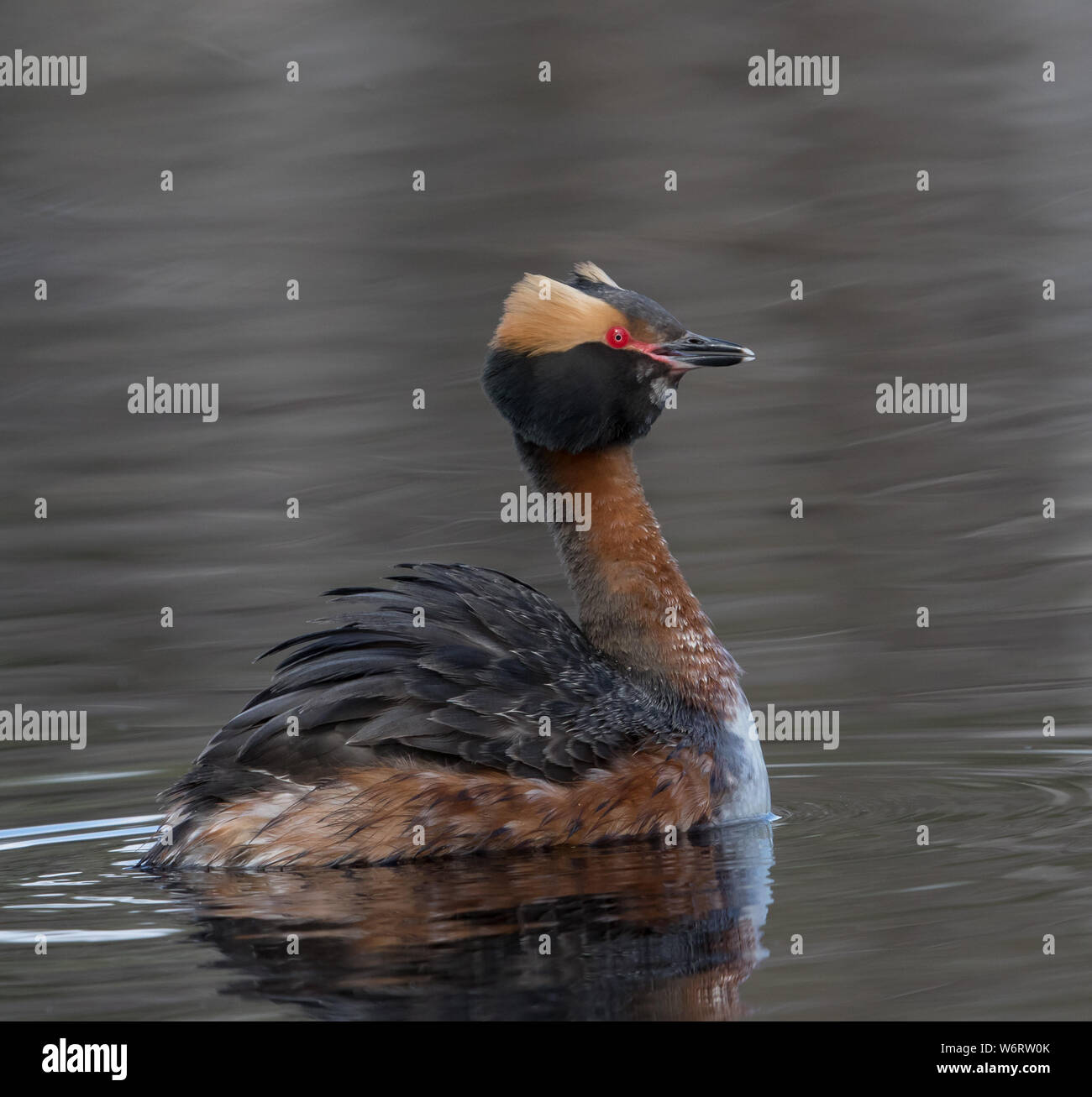 Common grebe hi-res stock photography and images - Alamy
