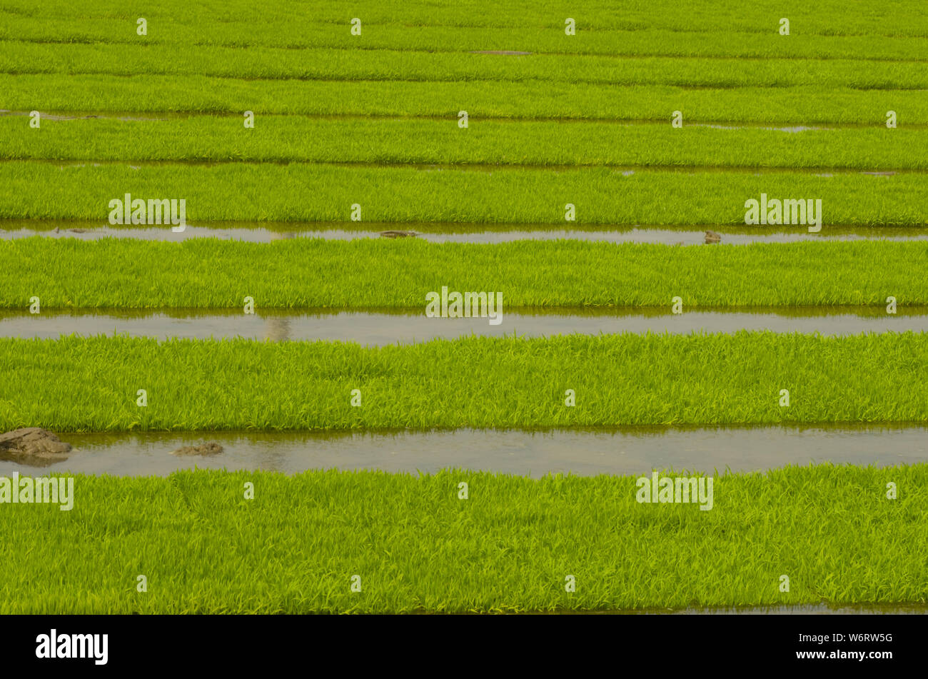 rice field in raw Stock Photo - Alamy