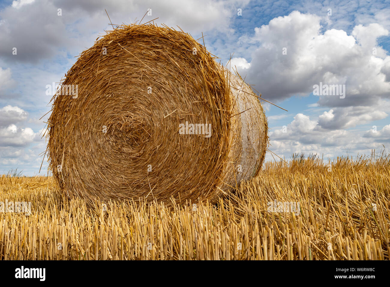 Straw pressed into round sheaves. Straw after mowing in bales in the ...