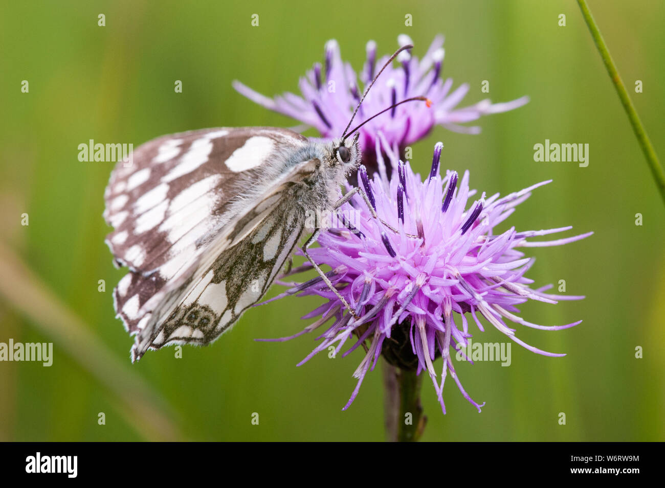 Marbled white butterfly Stock Photo - Alamy