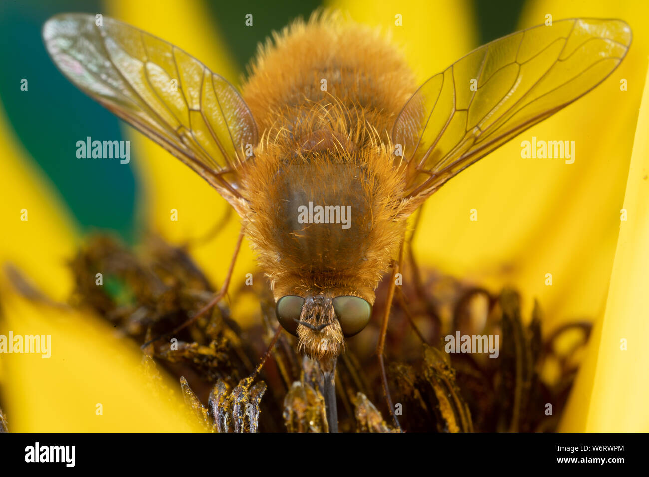 Macro photo of a beefly Bombyliidae in the middle of a sunflower. These ...