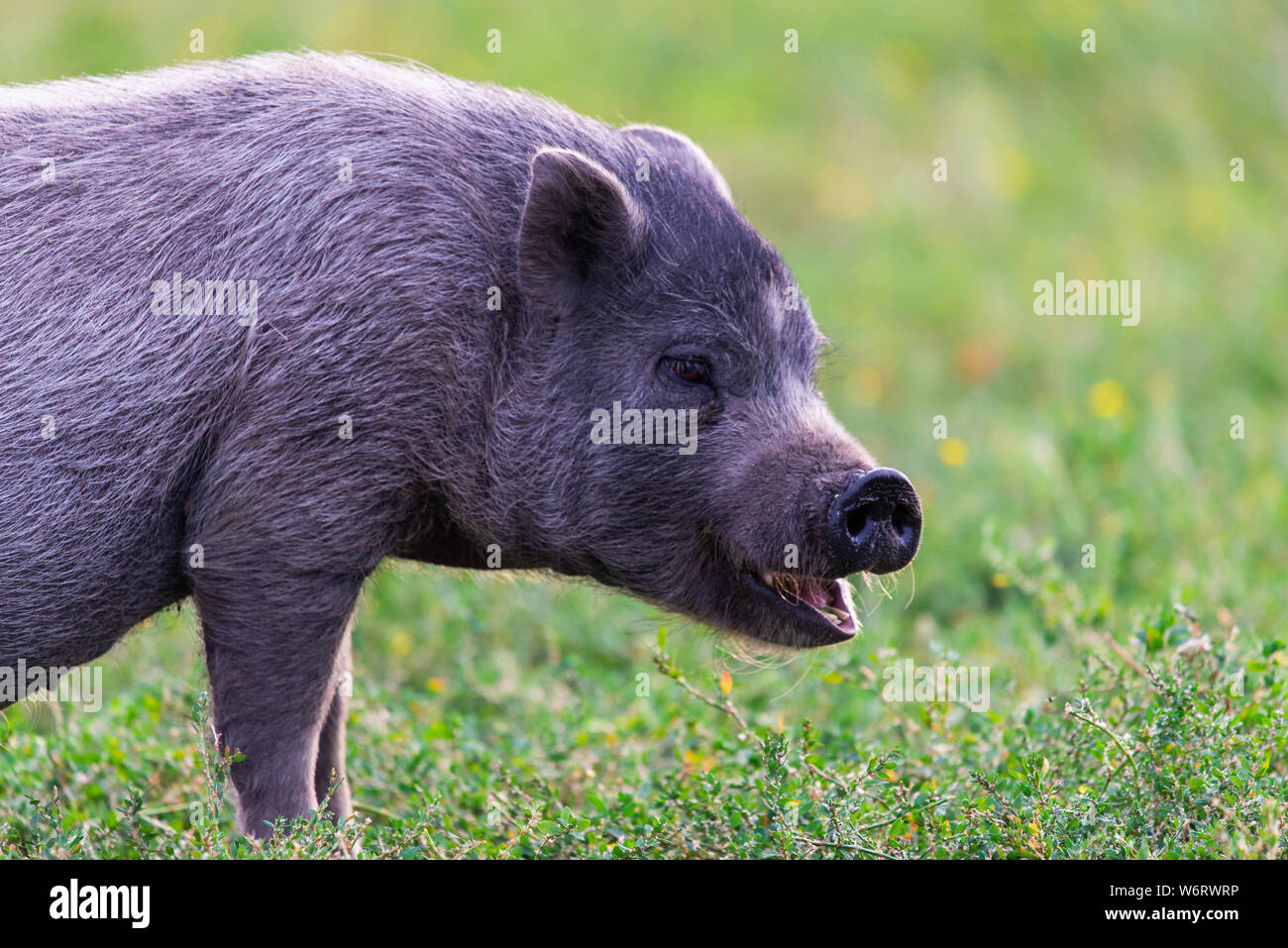 Vietnamese pot bellied pig pink hi-res stock photography and images - Alamy
