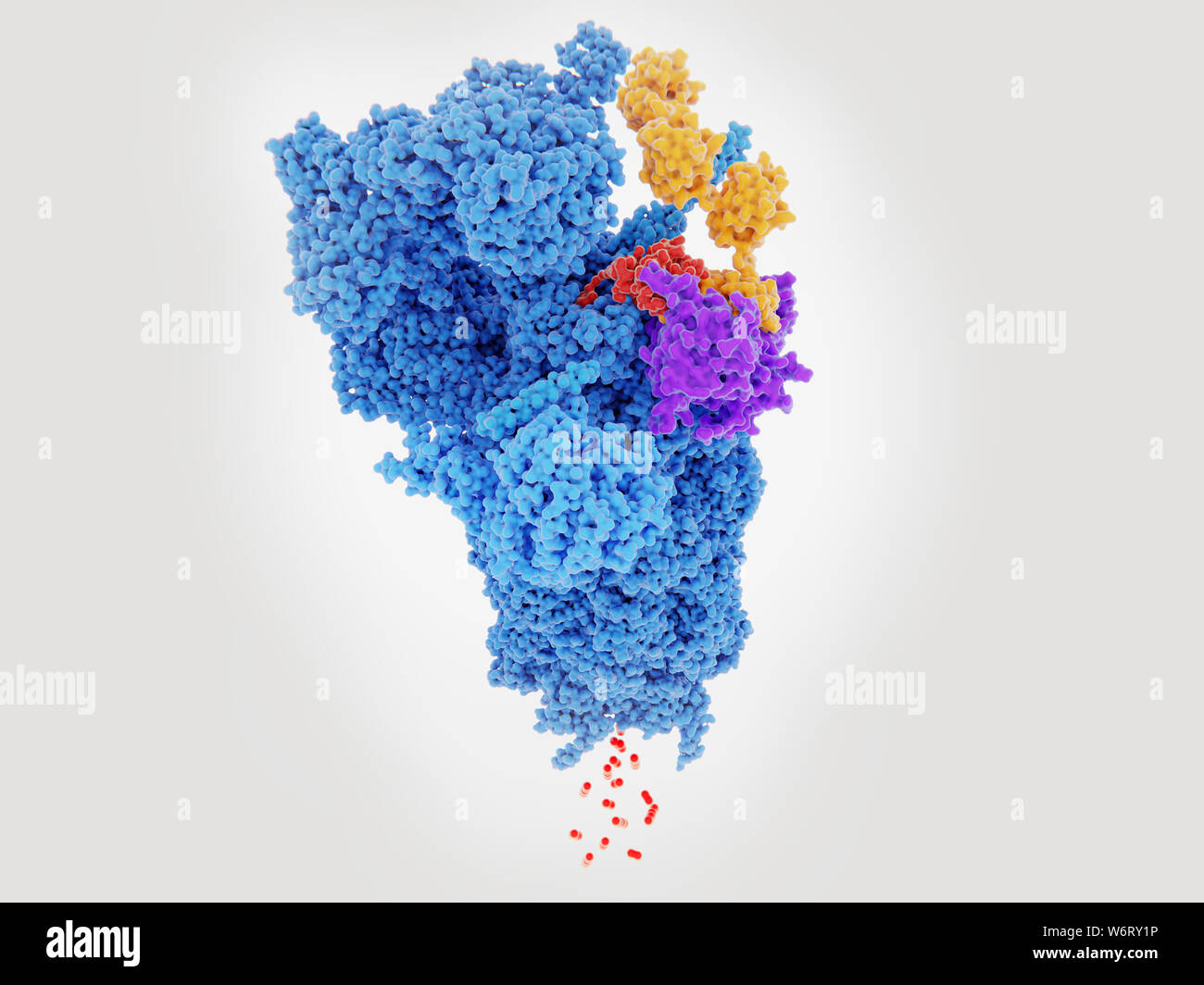 Proteasome, illustration. Proteasomes are large protein-digesting ...