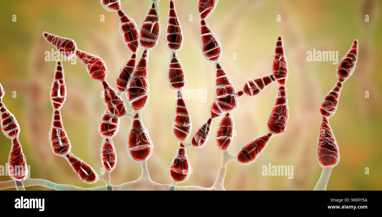 Dematiaceous filamentous fungus hi-res stock photography and images - Alamy