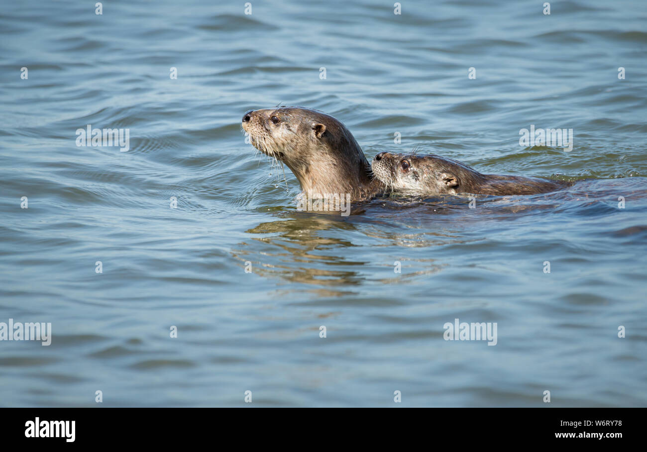 River otter in the wild Stock Photo - Alamy