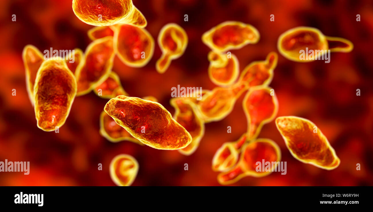 Mycoplasma genitalium bacteria, illustration. M. genitalium is a small ...