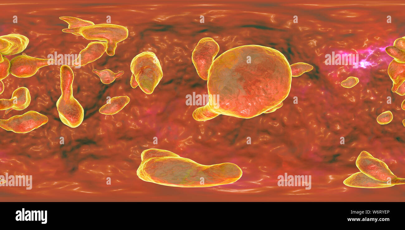 Mycoplasma genitalium bacteria hi-res stock photography and images - Alamy