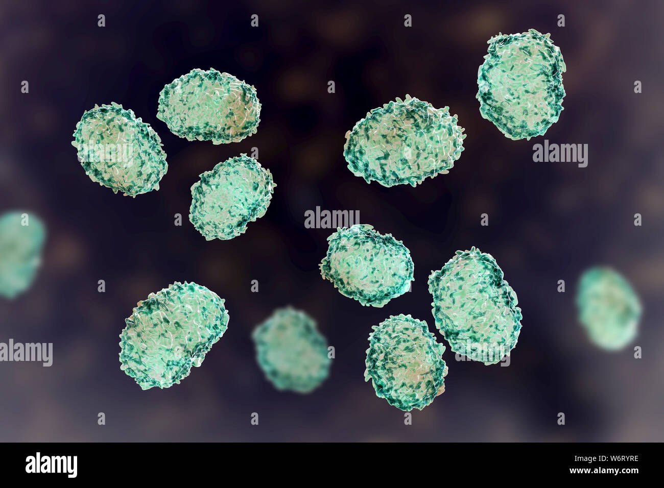 Toxic mould spores (Stachybotrys chartarum), computer illustration ...