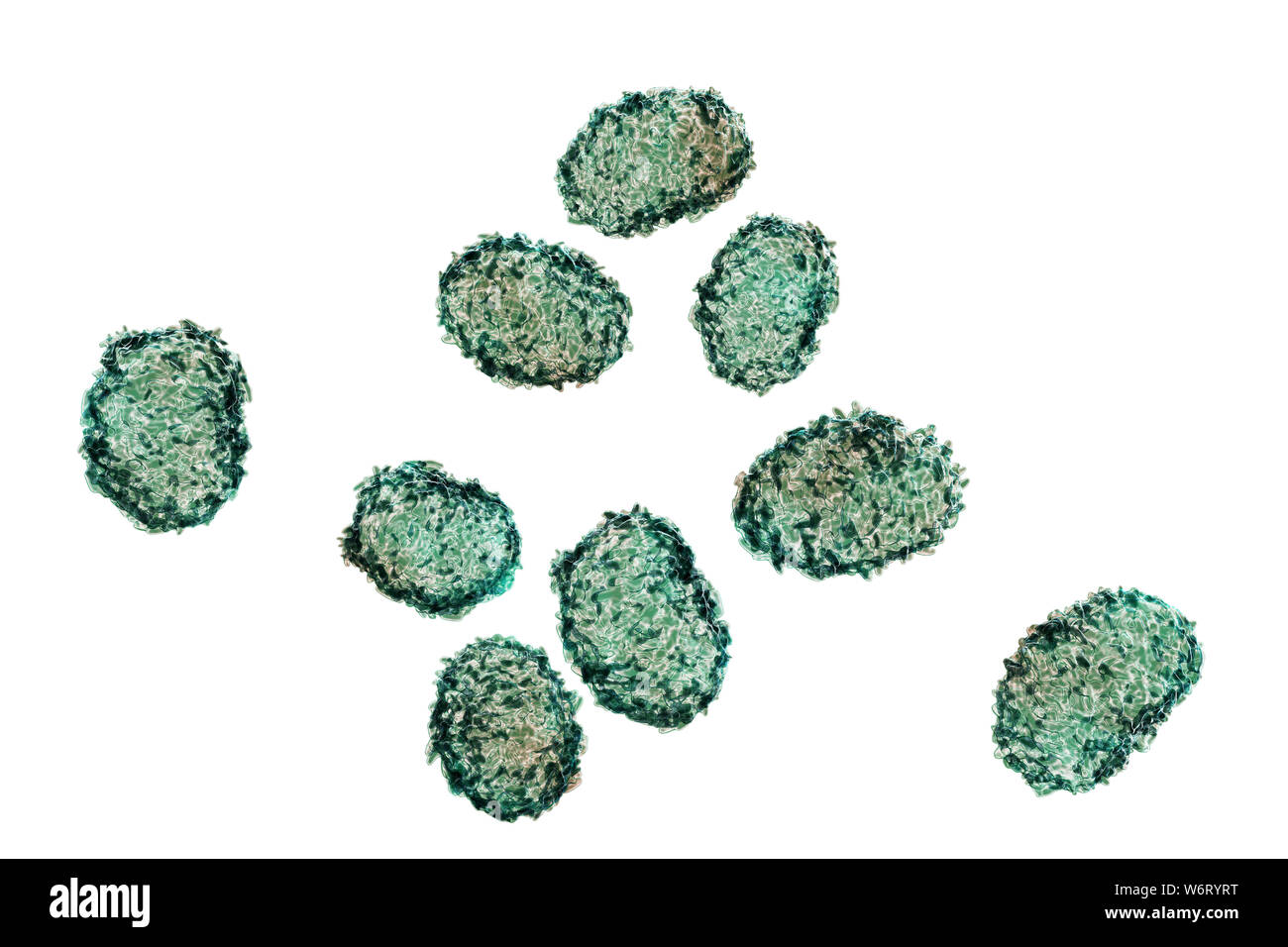 Toxic mould spores (Stachybotrys chartarum), computer illustration ...
