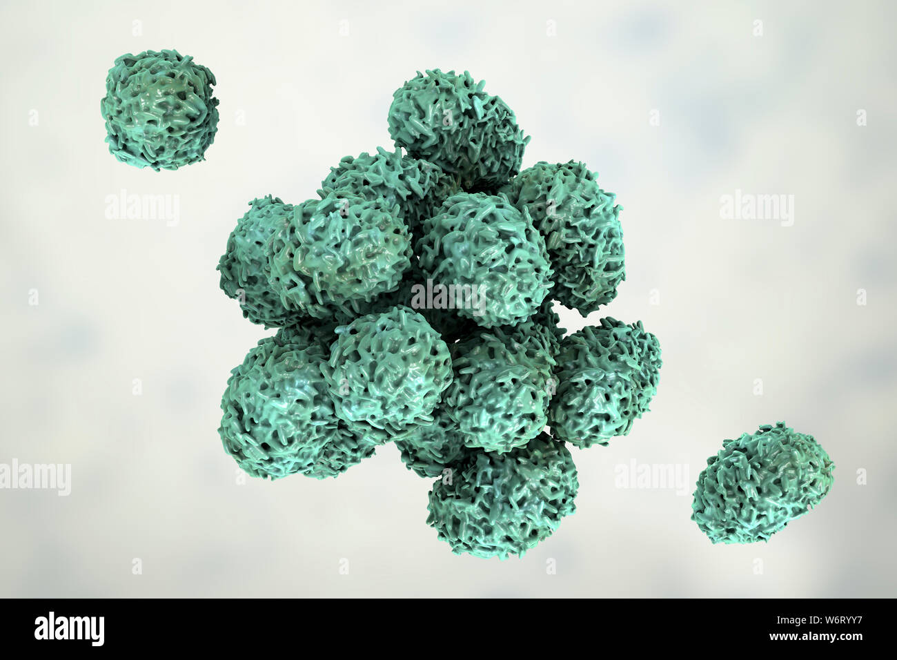 Toxic mould spores (Stachybotrys chartarum), computer illustration ...