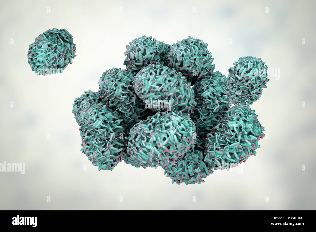 Toxic mould spores (Stachybotrys chartarum), computer illustration ...