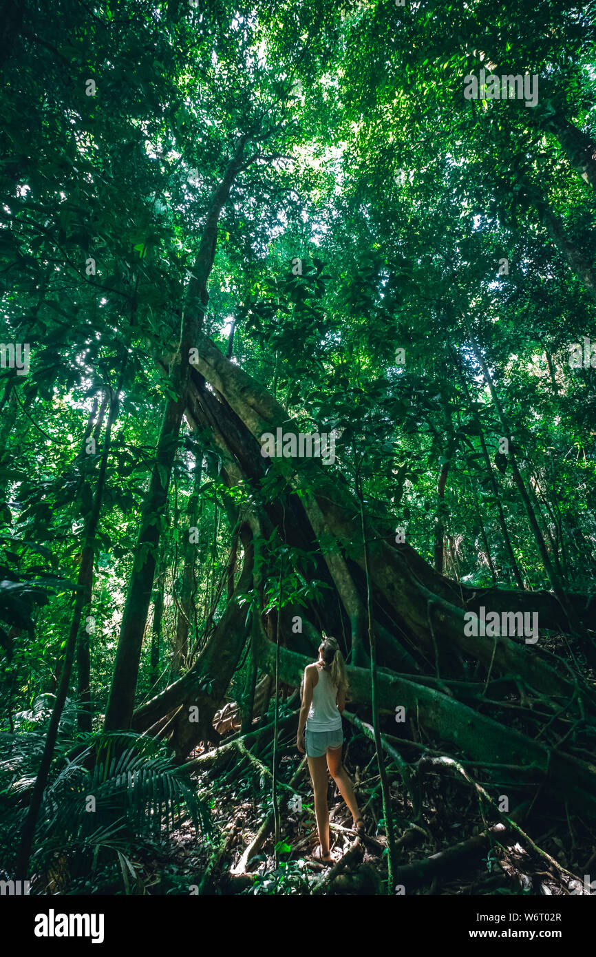 woman looking big tree in jungle Stock Photo - Alamy
