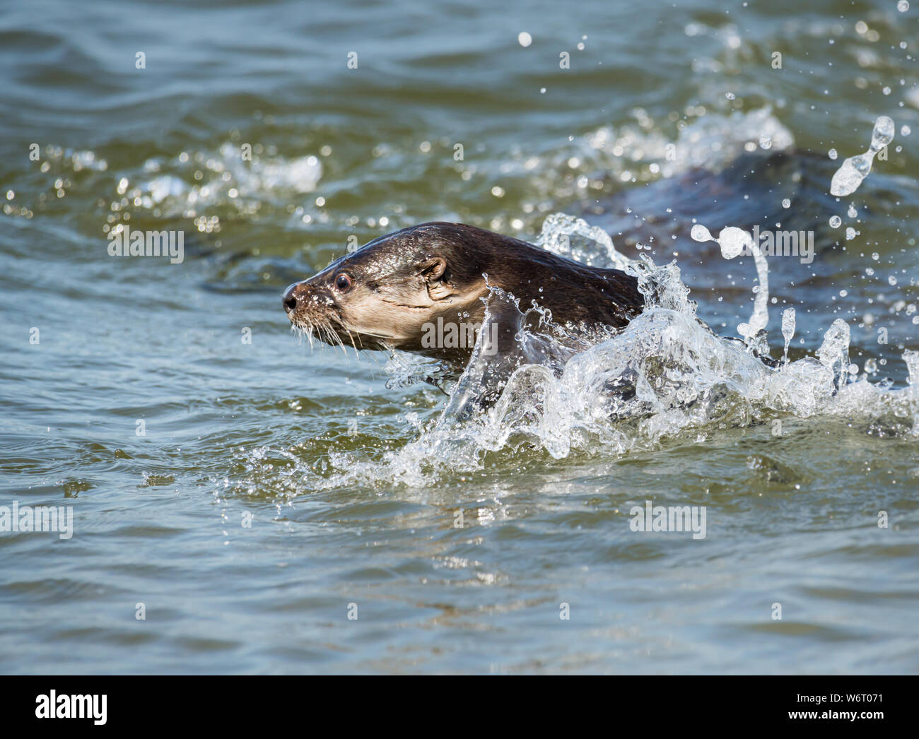 River otter in the wild Stock Photo - Alamy