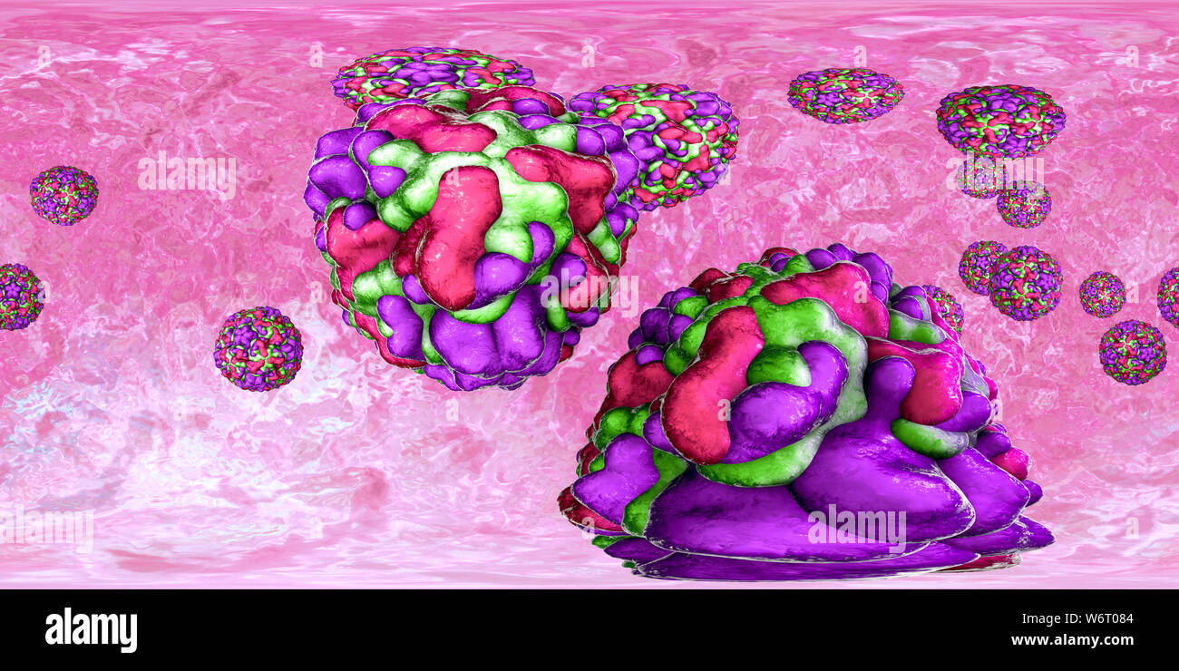 Rhinoviruses, 360-degree panorama view, computer illustration. The ...