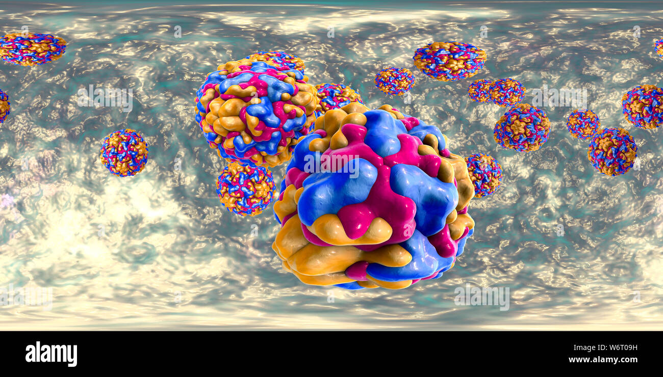 Rhinoviruses, 360-degree panorama view, computer illustration. The ...