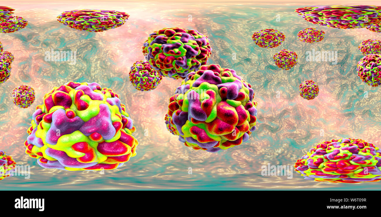 Rhinoviruses, 360-degree panorama view, computer illustration. The ...