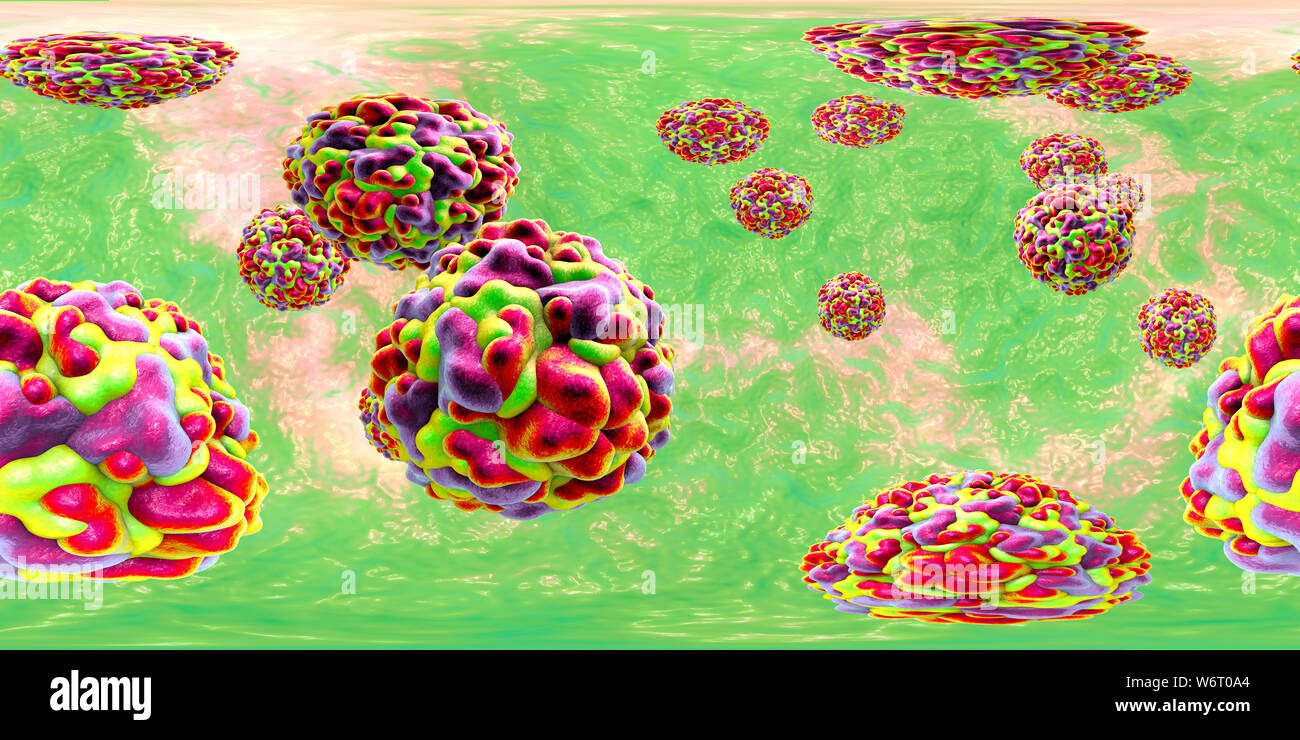 Rhinoviruses, 360-degree panorama view, computer illustration. The ...