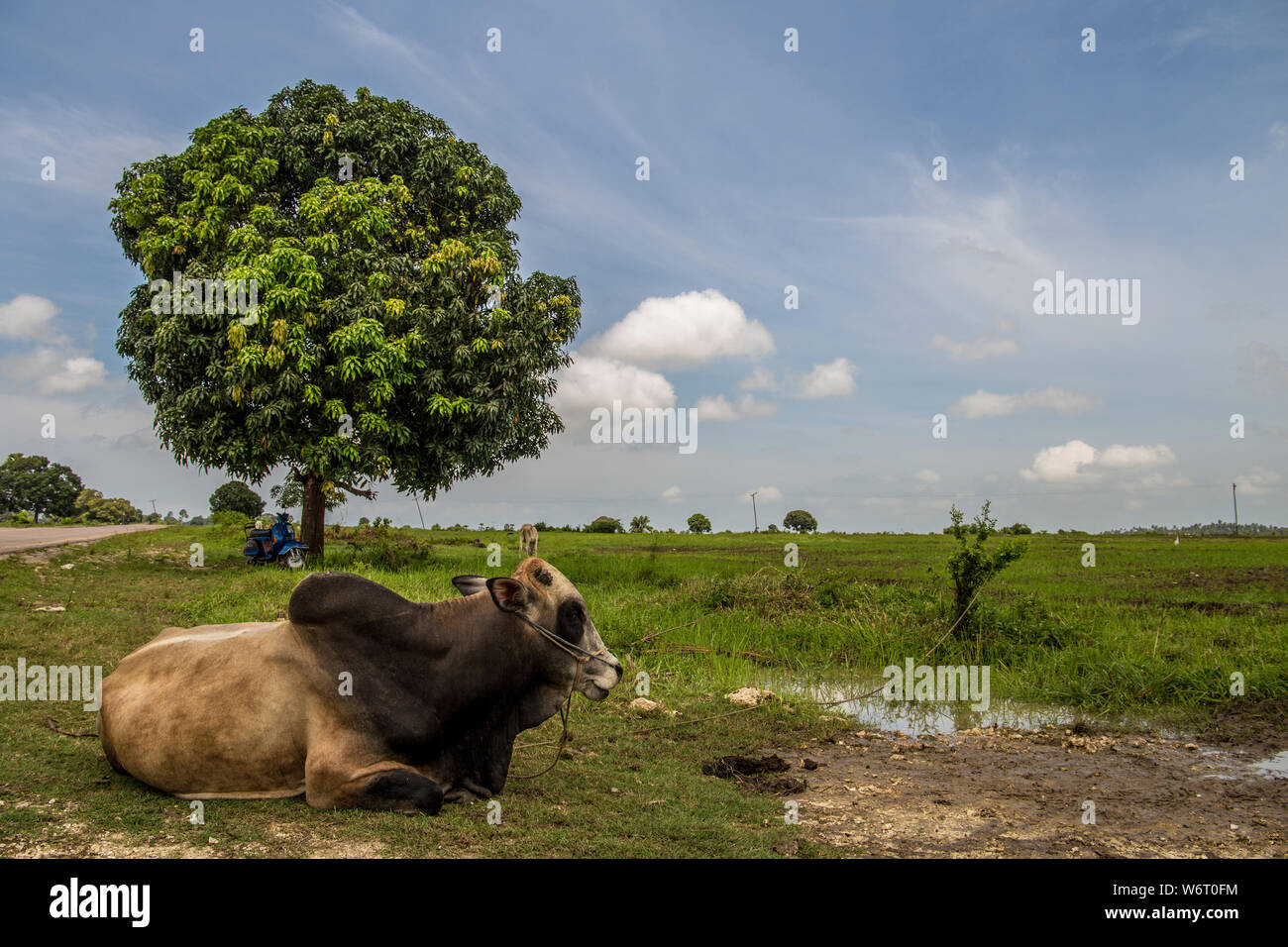 African cow hi-res stock photography and images - Alamy