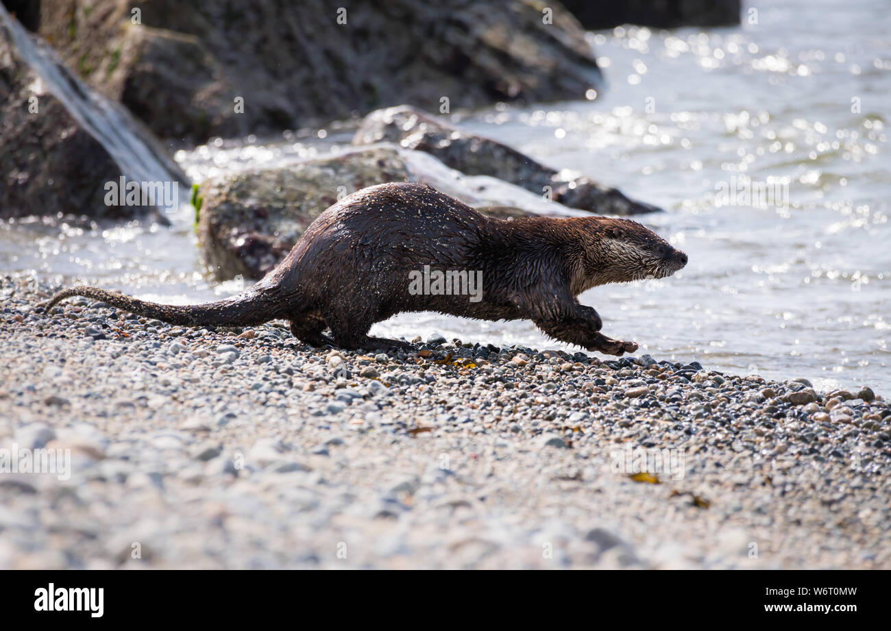 River otter in the wild Stock Photo - Alamy
