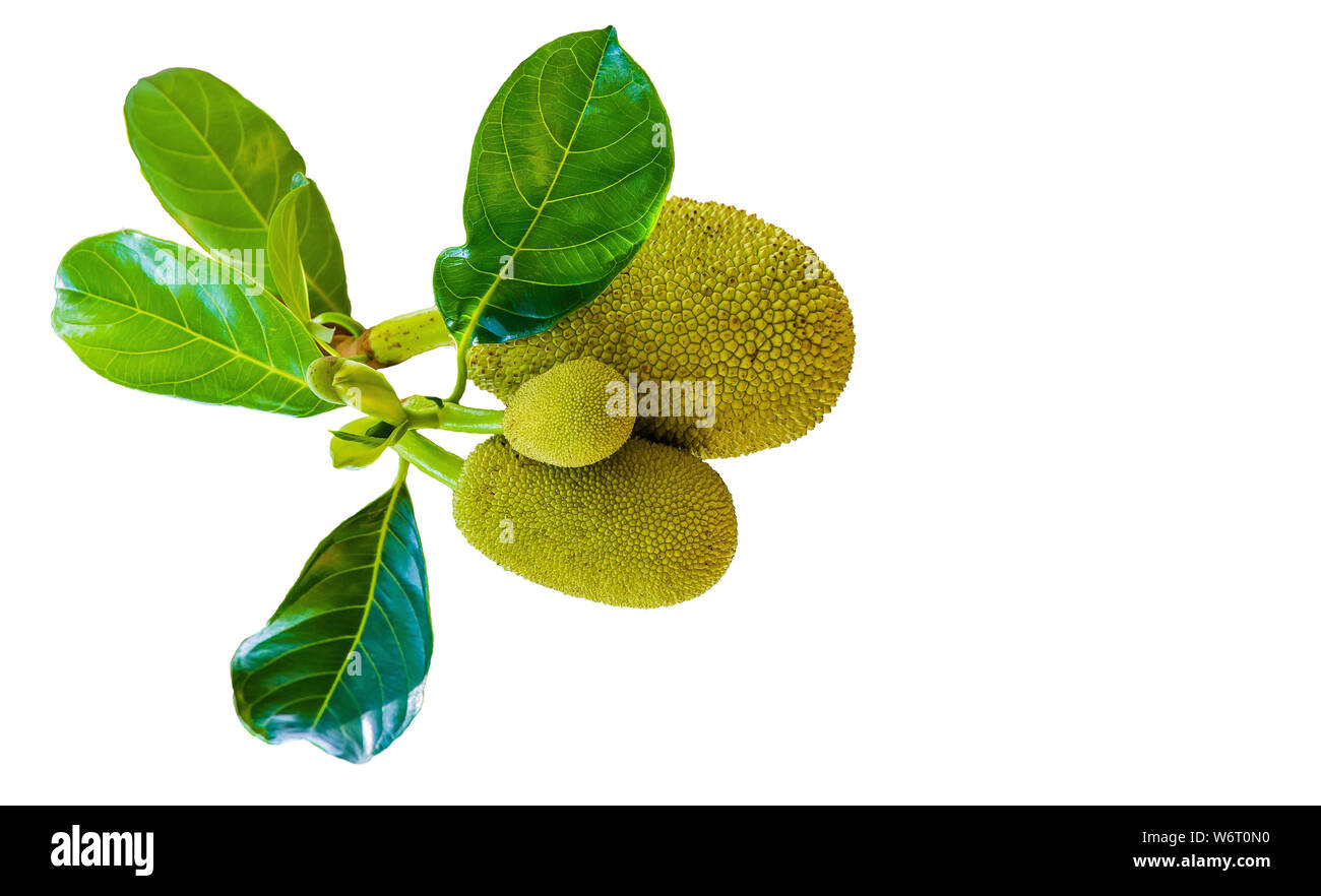African breadfruit hi-res stock photography and images - Alamy