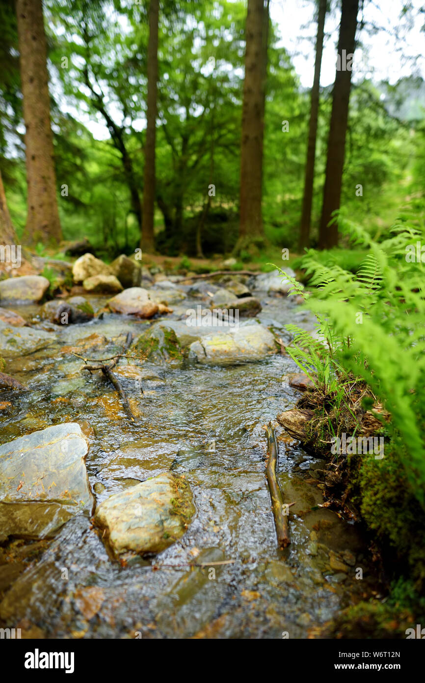 Beautiful narrow stream flowing across woodlands of Wicklow Mountains ...