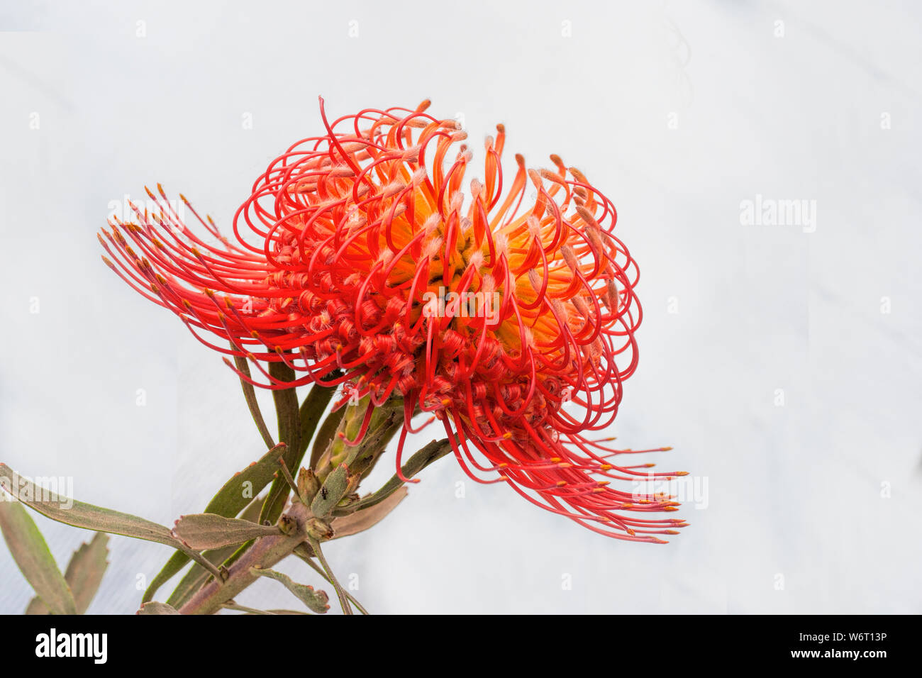 Protea Shrub High Resolution Stock Photography and Images - Alamy